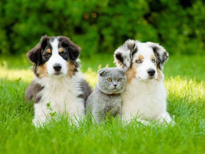 Willamette Animal Guild